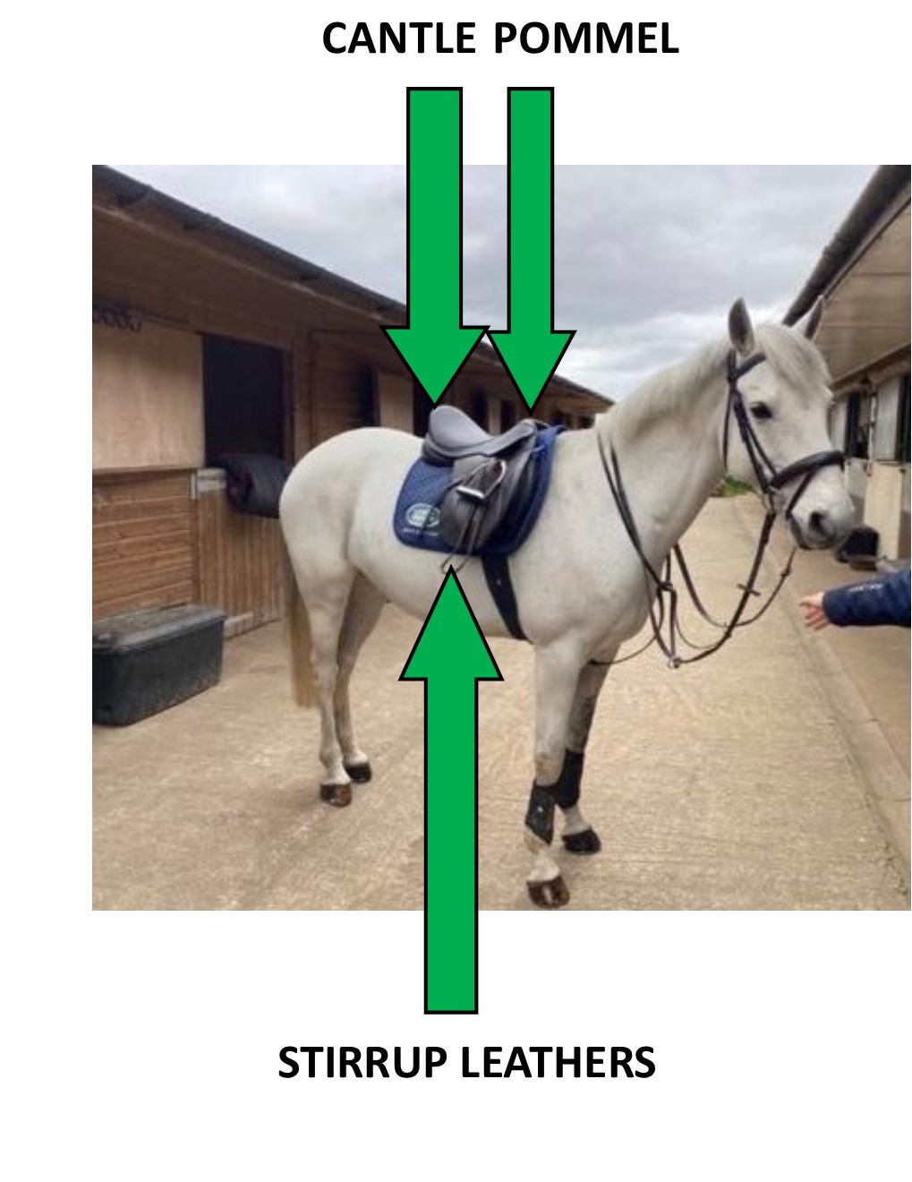 Recap on parts of the bridle and saddle – RDA Learning