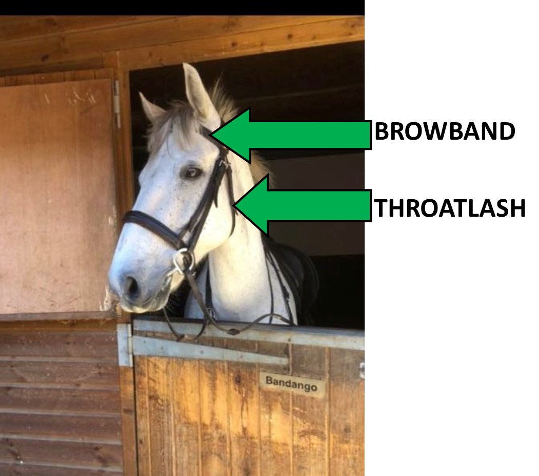 Recap on parts of the bridle and saddle – RDA Learning